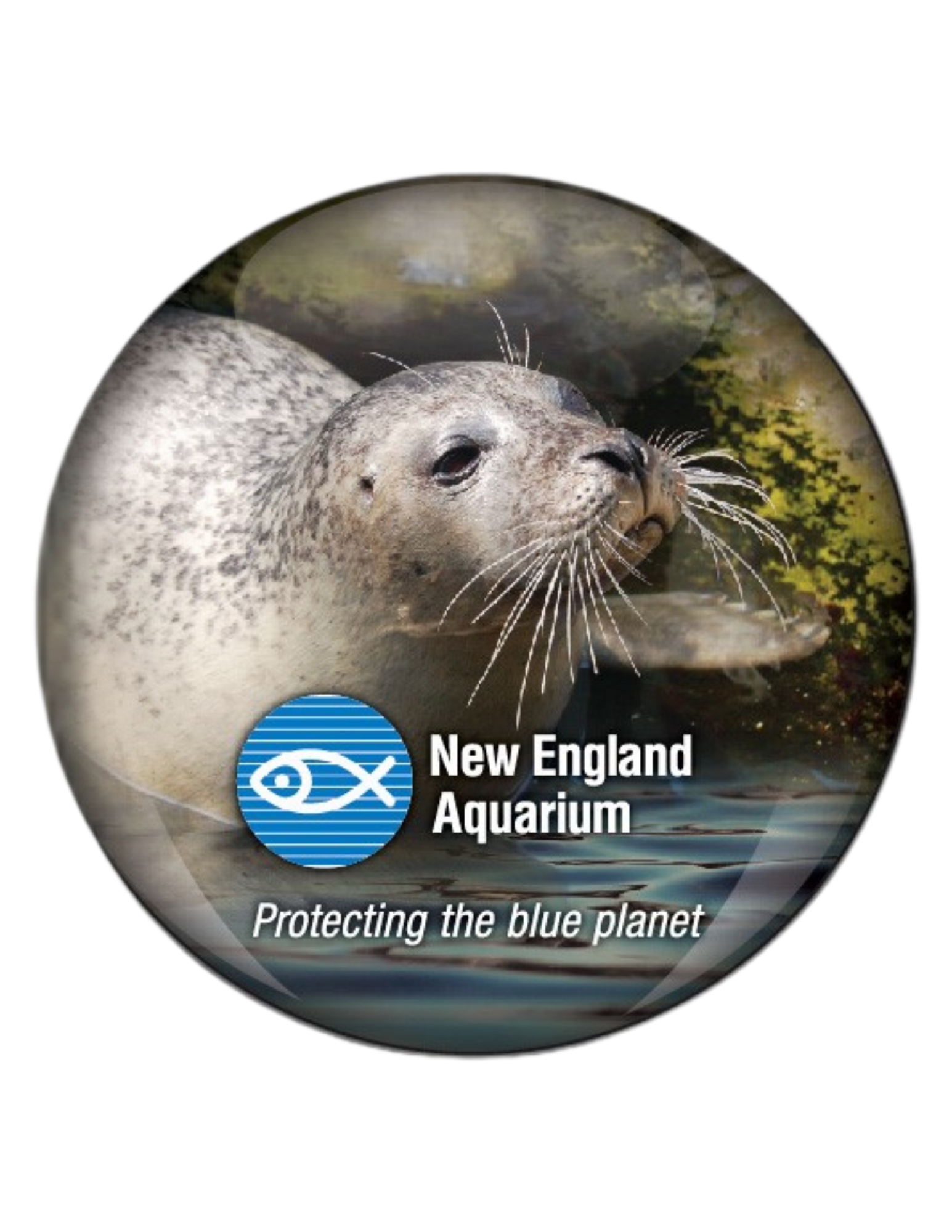 Glass Dome Magnets (35MM Dia.)